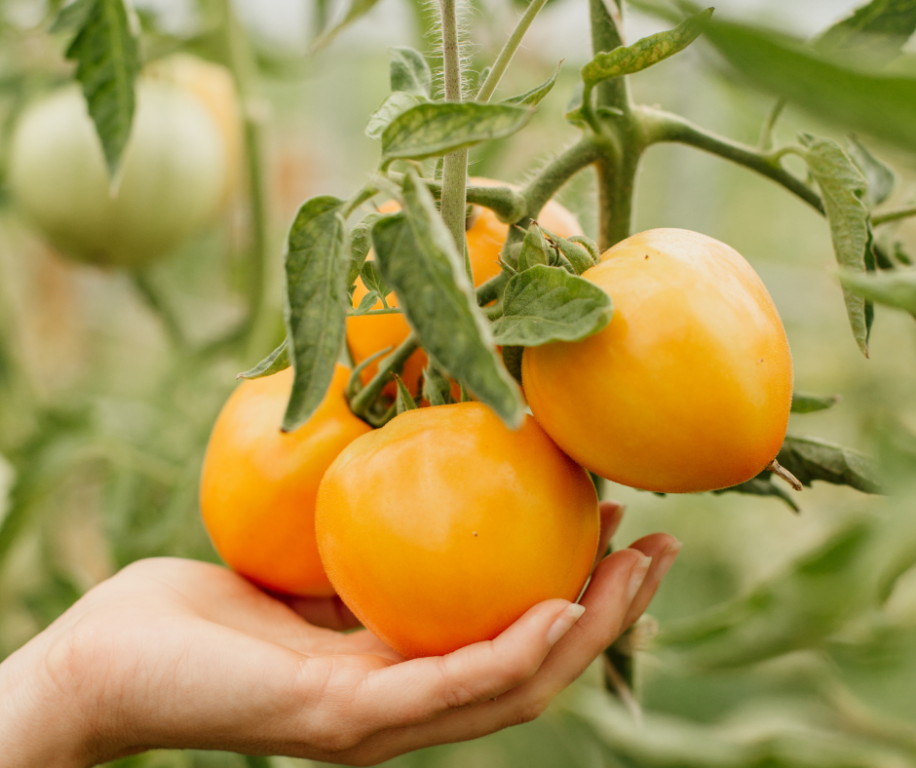 Growing Places Indy Launches a New Urban Farming Education Program ...
